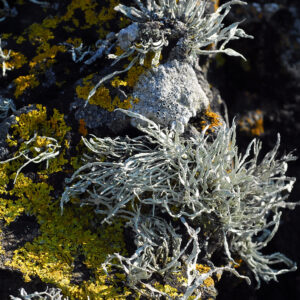 Lichens Archives - British Wildlife