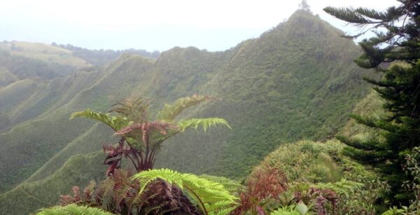 St Helena: the island of endemics - British Wildlife