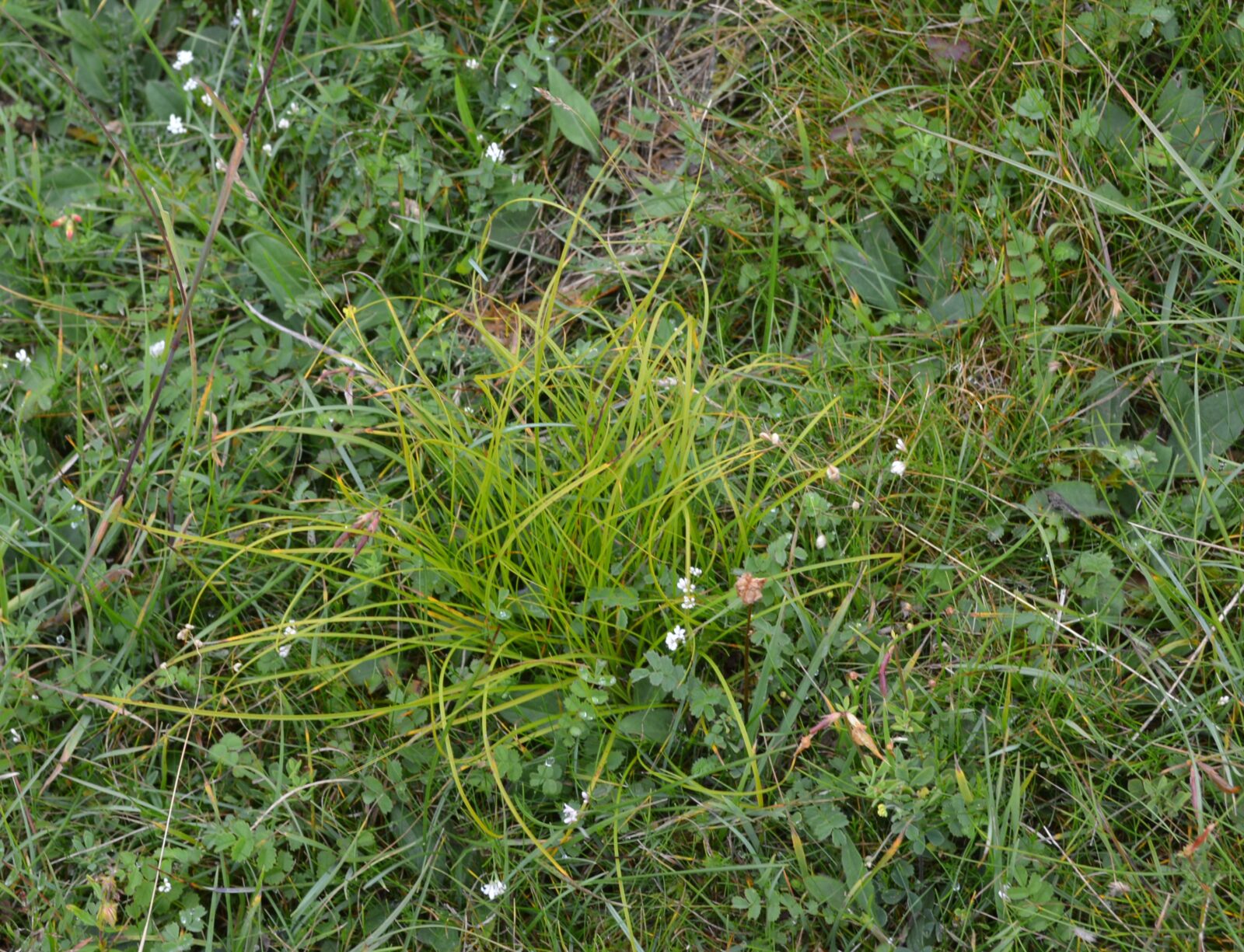 South West England Archives - British Wildlife