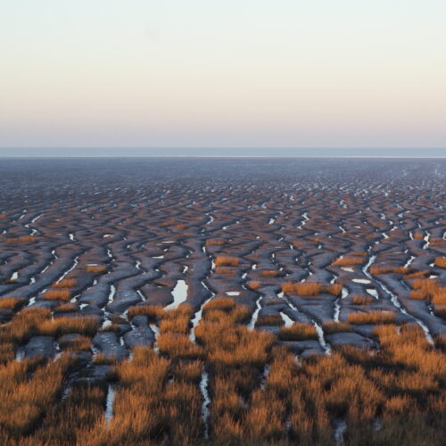 Wetland Archives - British Wildlife