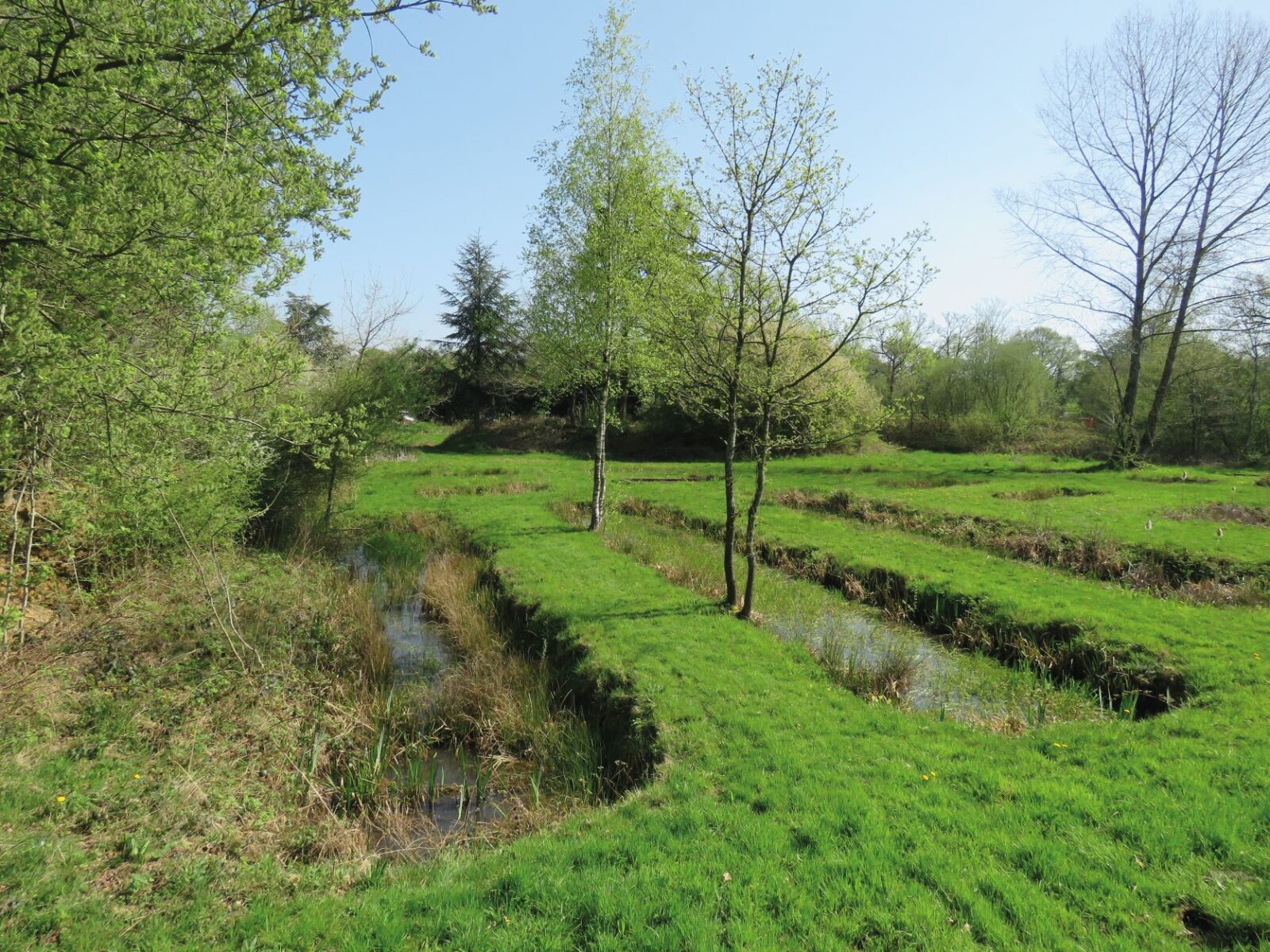 Beam Brook and its place in the history of British herpetology ...