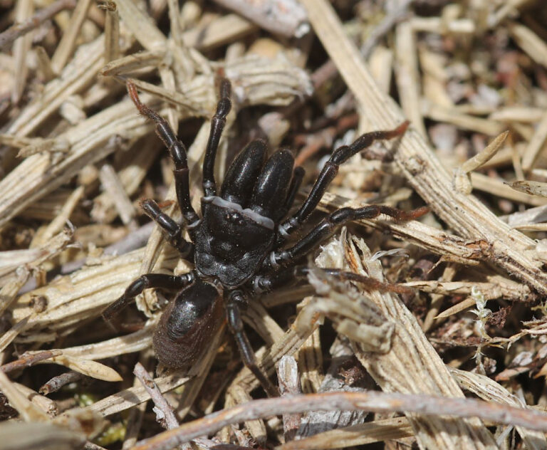 The Purseweb Spider: a very British tarantula - British Wildlife