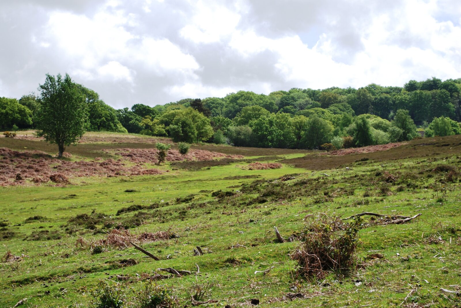 South East England Archives - British Wildlife