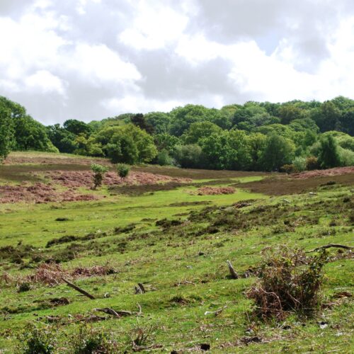 Moorland Archives - British Wildlife