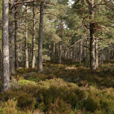 Forest Archives - British Wildlife