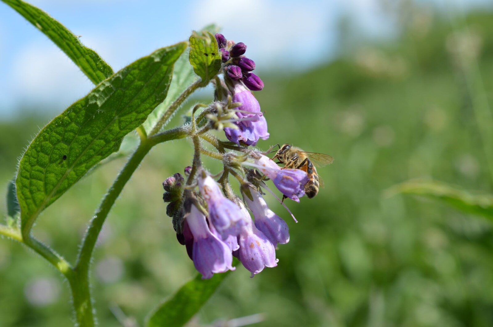 Comment: The insect decline - time to limit pesticide use? - British ...