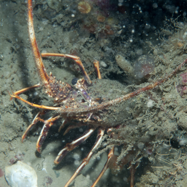 Crustaceans Archives - British Wildlife