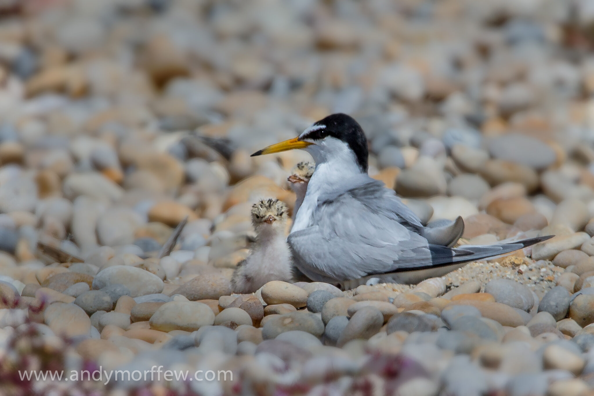Recovering the Little Tern colony at Chesil Beach, Dorset - British ...
