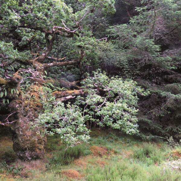 Broadleaf trees Archives - British Wildlife