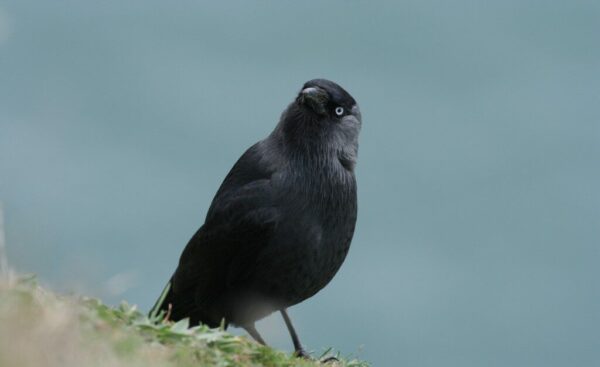 The Jackdaw - the story of the church parson - British Wildlife