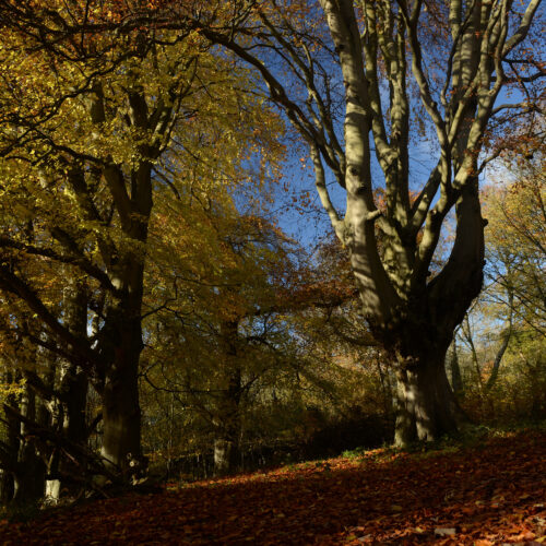 Broadleaf trees Archives - British Wildlife