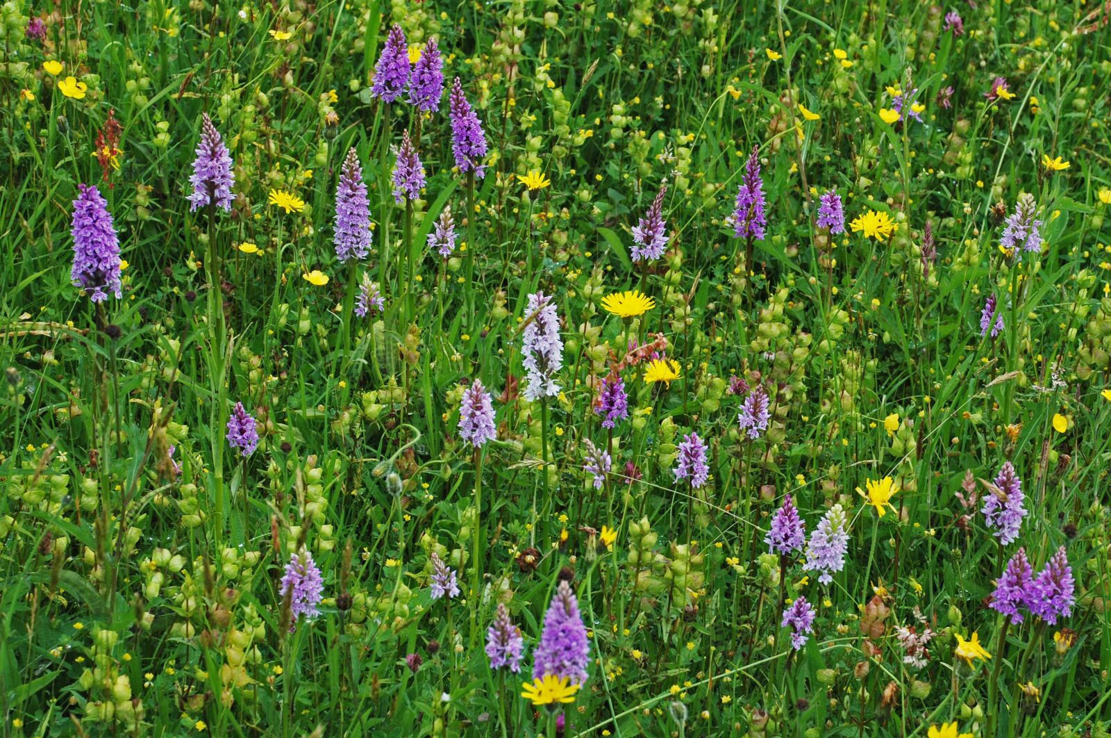 Plants Archives - Page 2 of 10 - British Wildlife