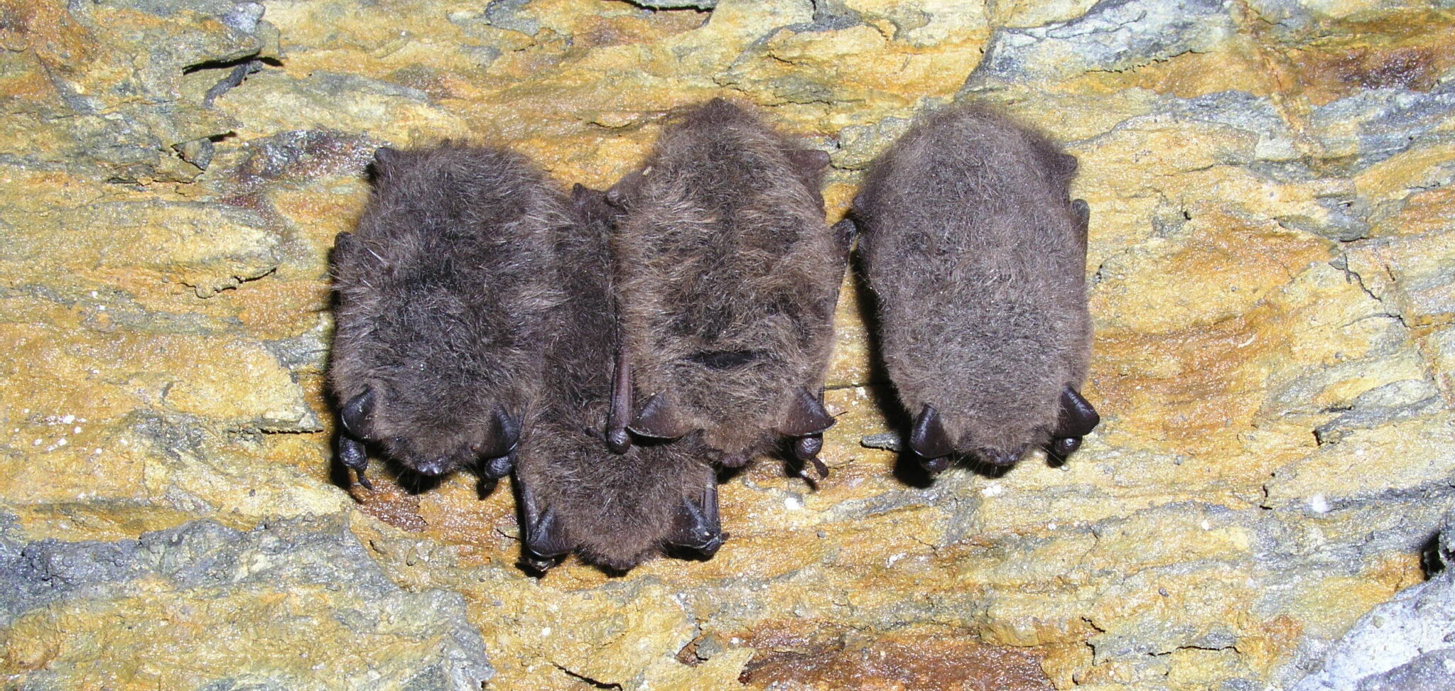 Unravelling the mysteries of autumn swarming by bats - British Wildlife