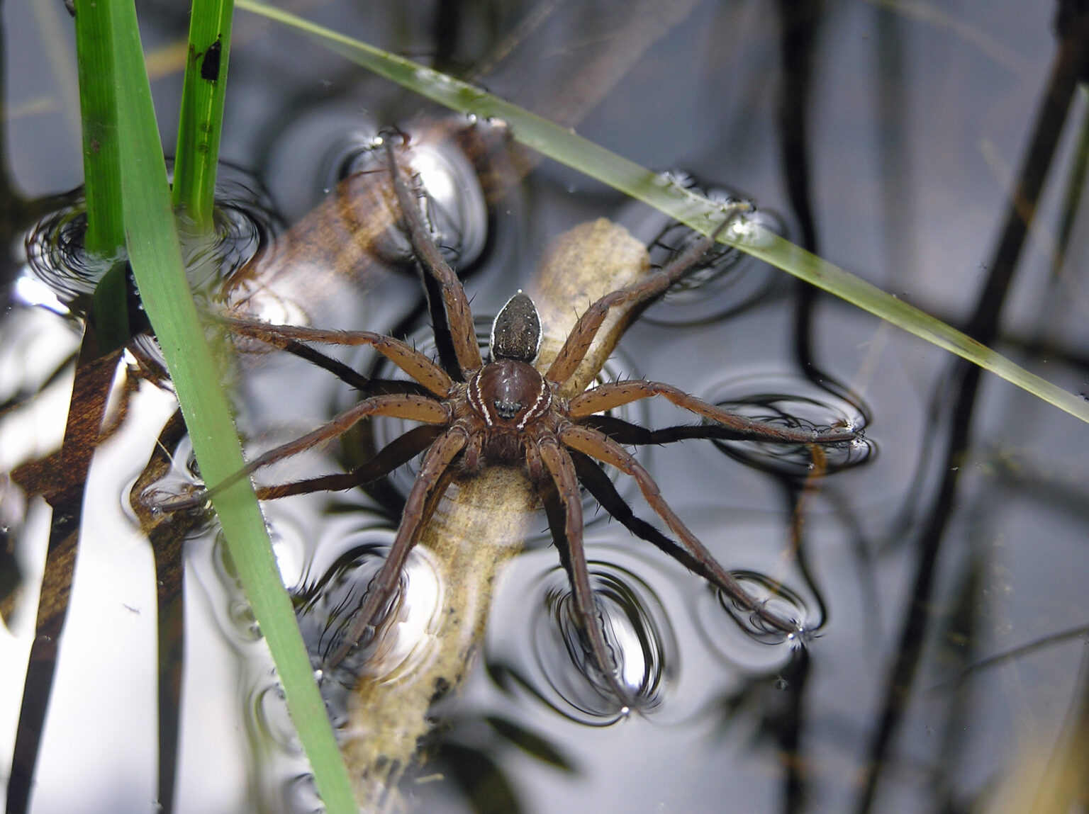 The Fen Raft Spider – from unknown past to uncertain future - British ...
