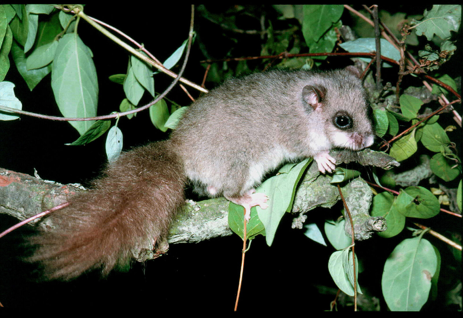 The Edible Dormouse: update on an invasive non-native species - British ...