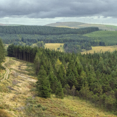 Conifers Archives - British Wildlife
