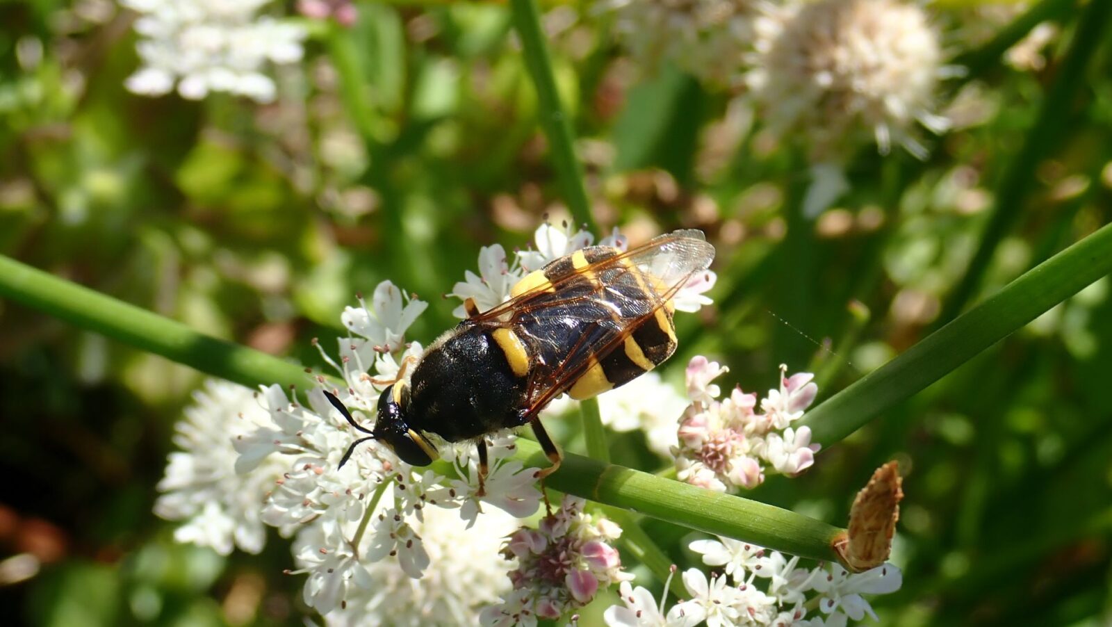 Bringing soldierflies to attention - British Wildlife