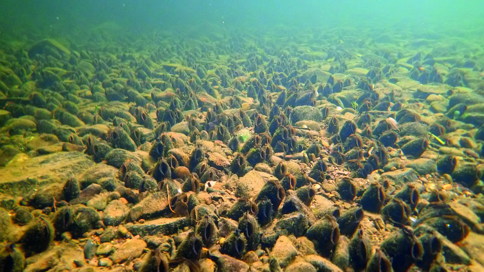 Molluscs Archives - British Wildlife