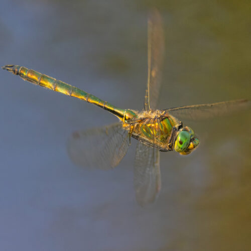 Invertebrates Archives - British Wildlife
