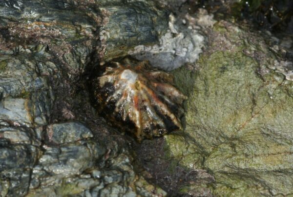 Keystone snails: the biology, behaviour, ecology and conservation of ...