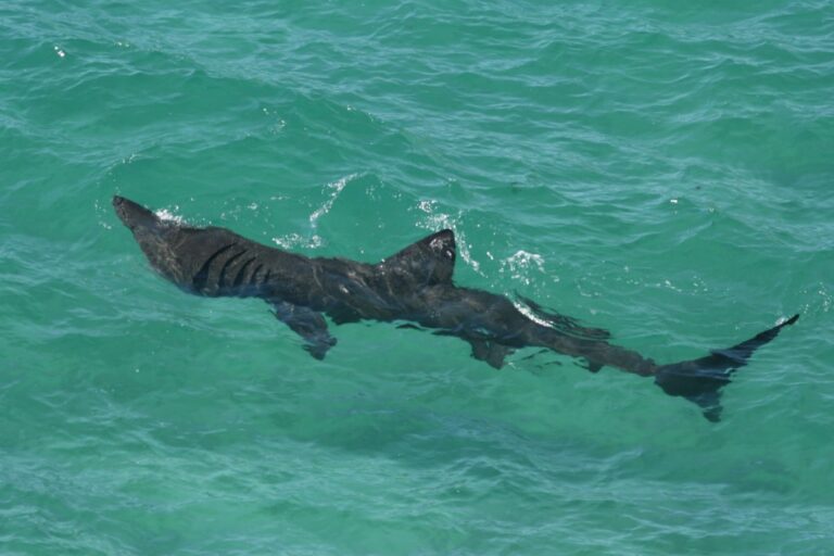 The Basking Shark – the changing fortunes of Britain’s biggest fish ...