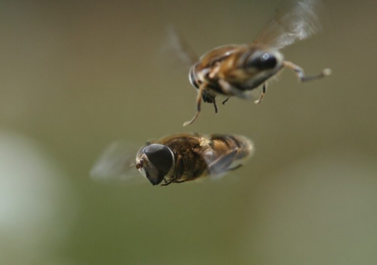 Understanding Eristalis hoverflies: a guide to identification - British ...