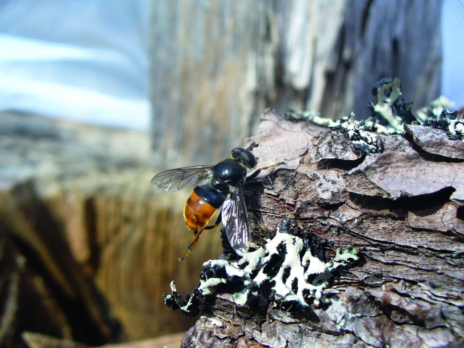 Hovering on the edge of extinction: efforts to save the Pine Hoverfly ...