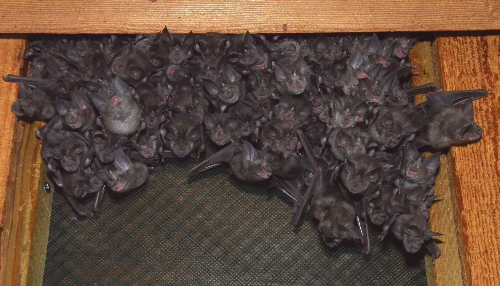 Greater Horseshoe Bats: 50 years of research in south-west Wales ...