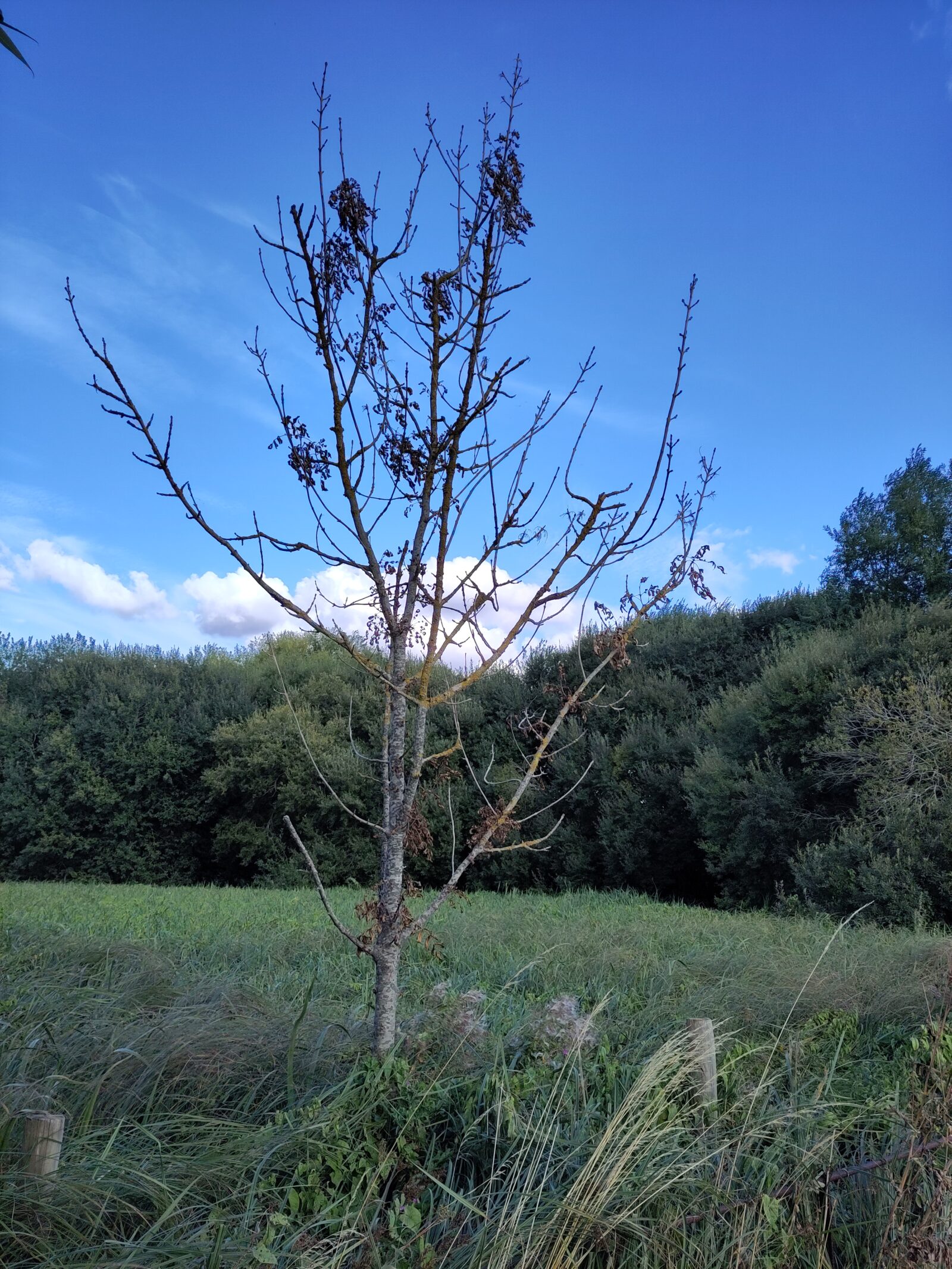 The other pandemic: ten years of Ash Dieback - British Wildlife