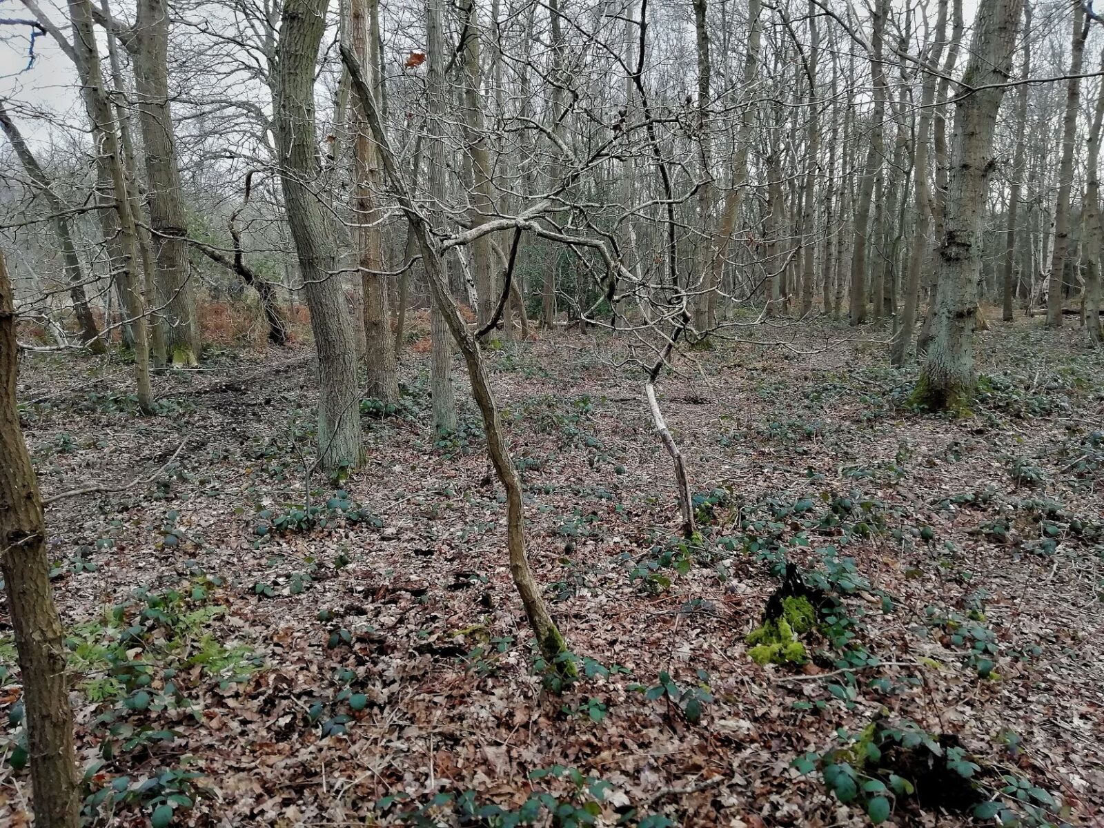 Wild oakwoods: can they exist in lowland England? - British Wildlife