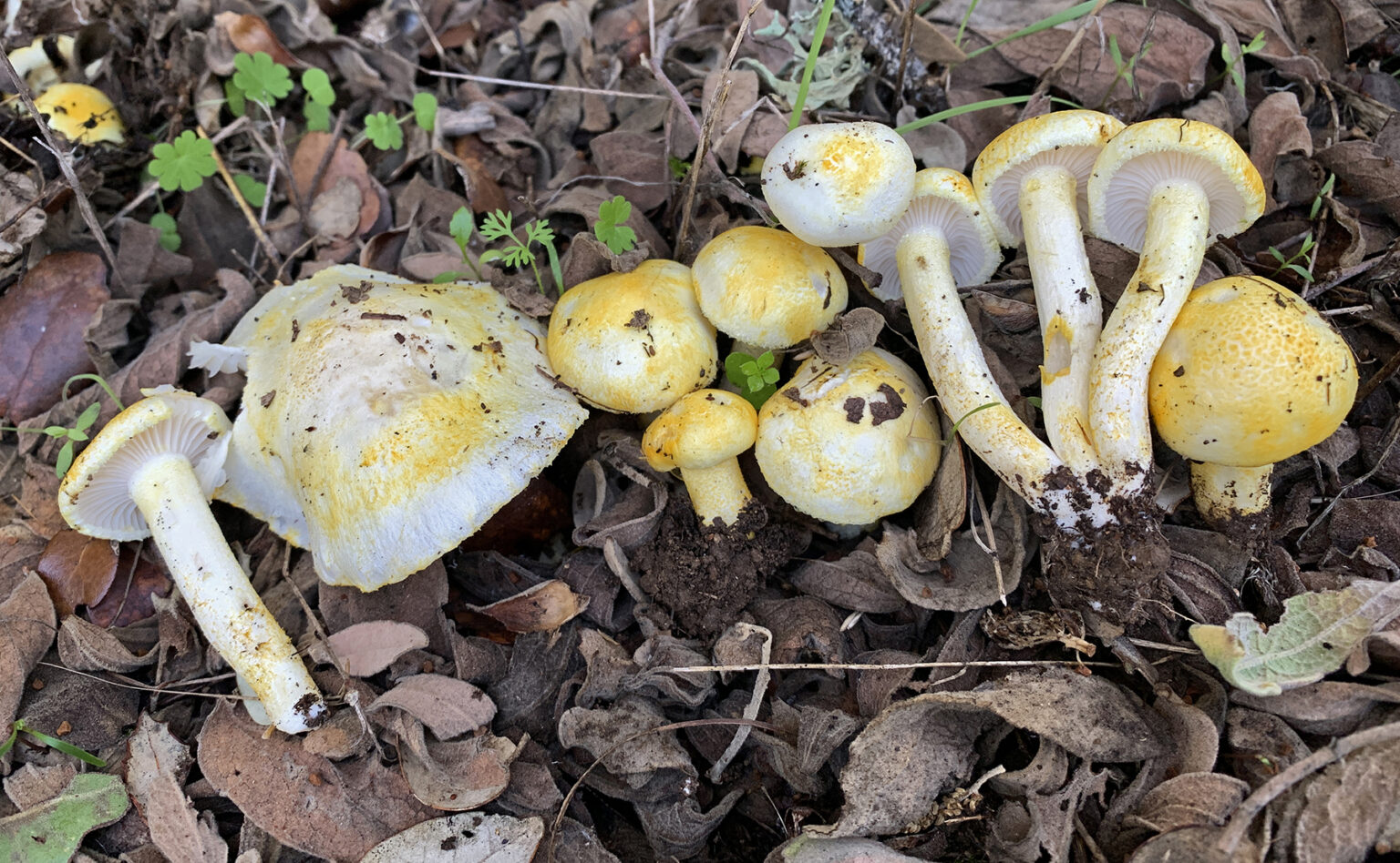 The white woodwaxes: white fungi of the genus Hygrophorus - British ...