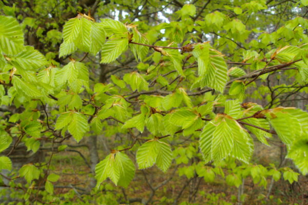 The range of Beech in Britain: lessons from the Quaternary - British ...