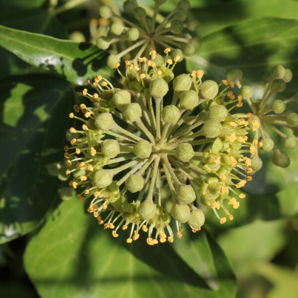 Broadleaf trees Archives - British Wildlife