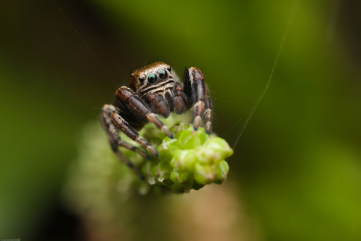 Wildlife reports - British Wildlife