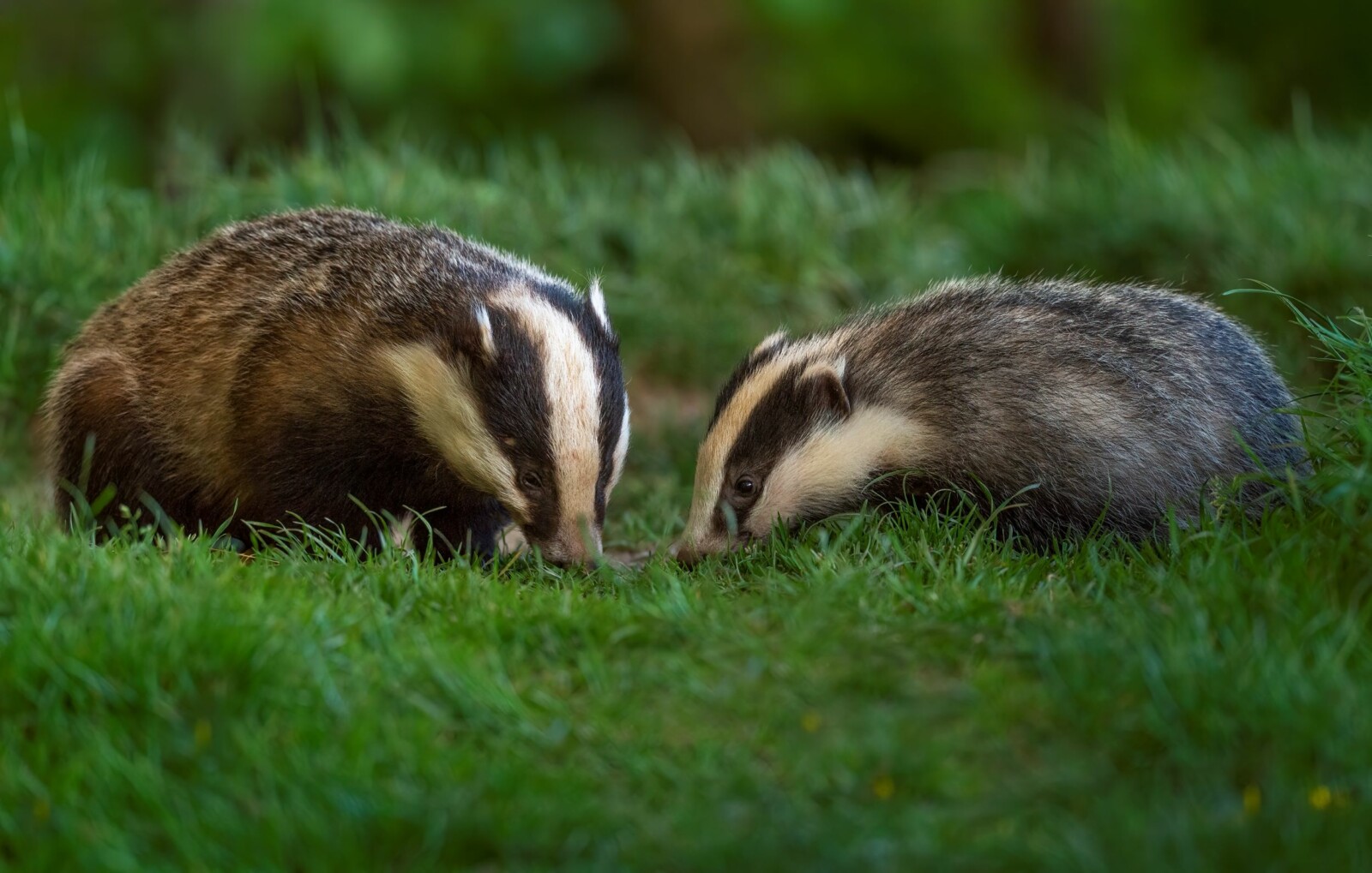 Bovine TB and Badgers: a weakened link - British Wildlife