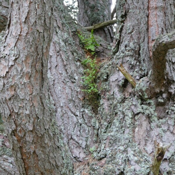 Conifers Archives - British Wildlife