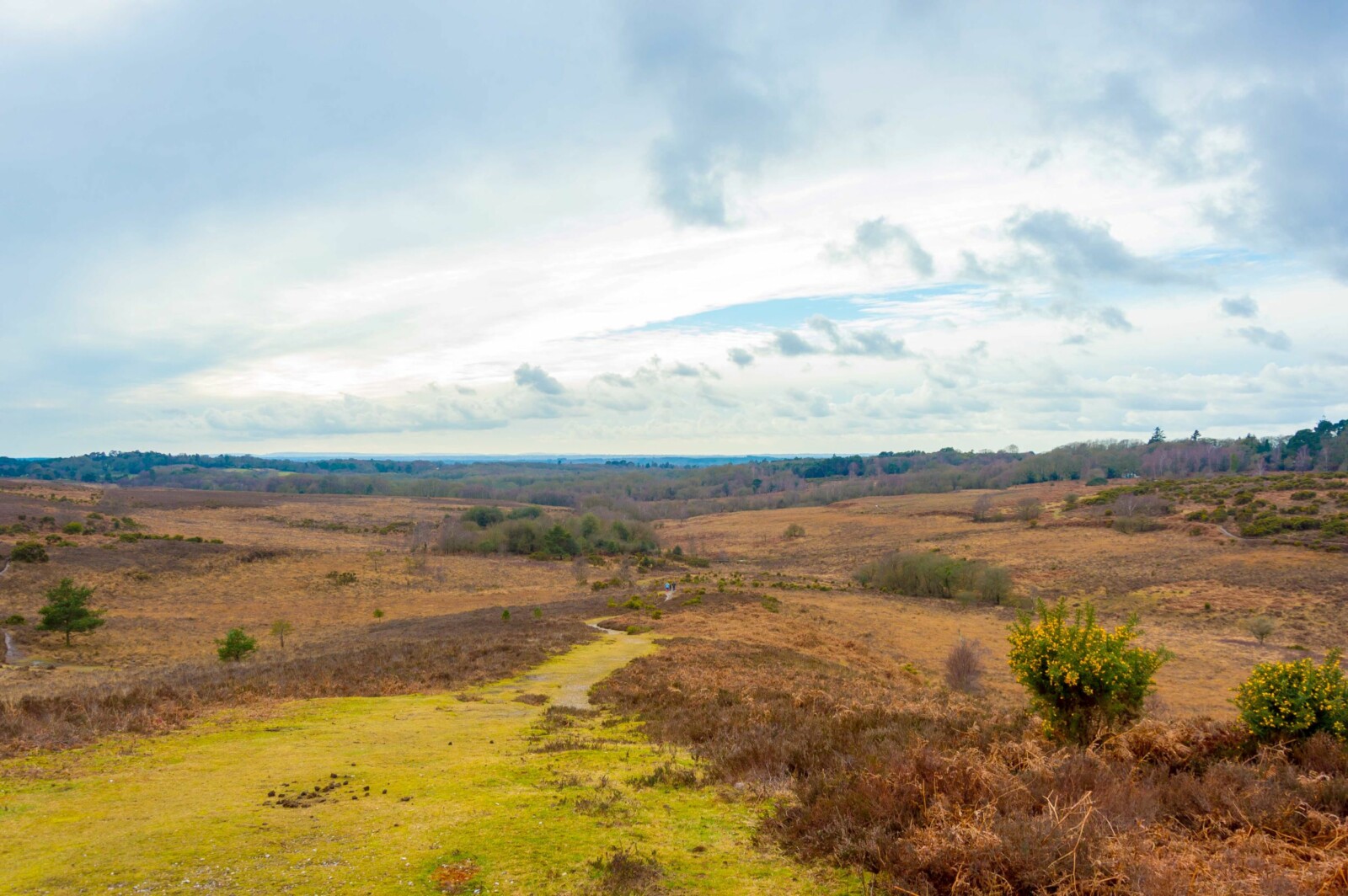 Home - British Wildlife