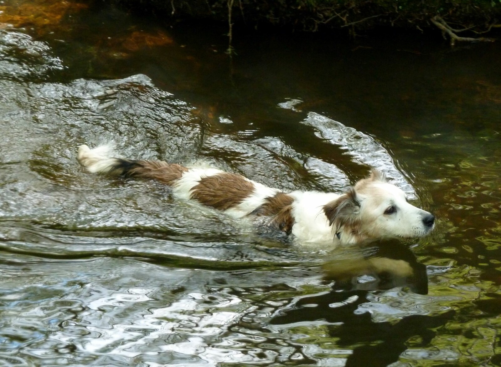 Beware the dog: the ecological and environmental impacts of pet dogs ...