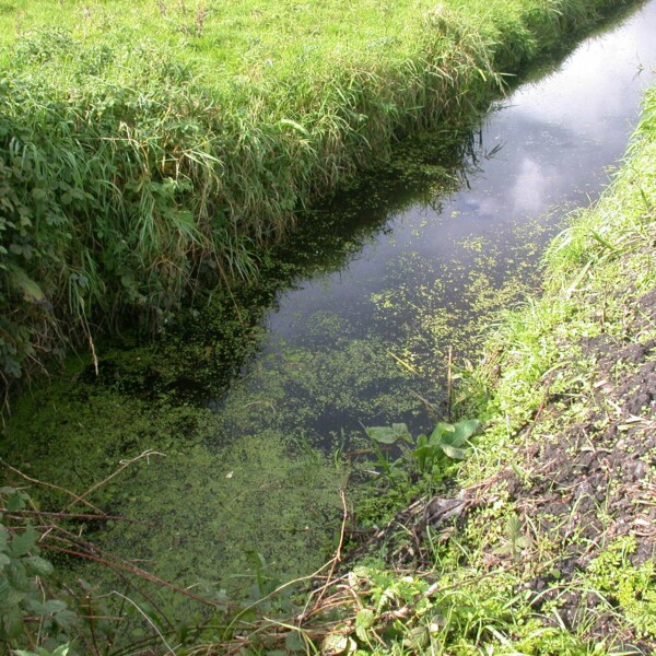 Wetland Archives - British Wildlife