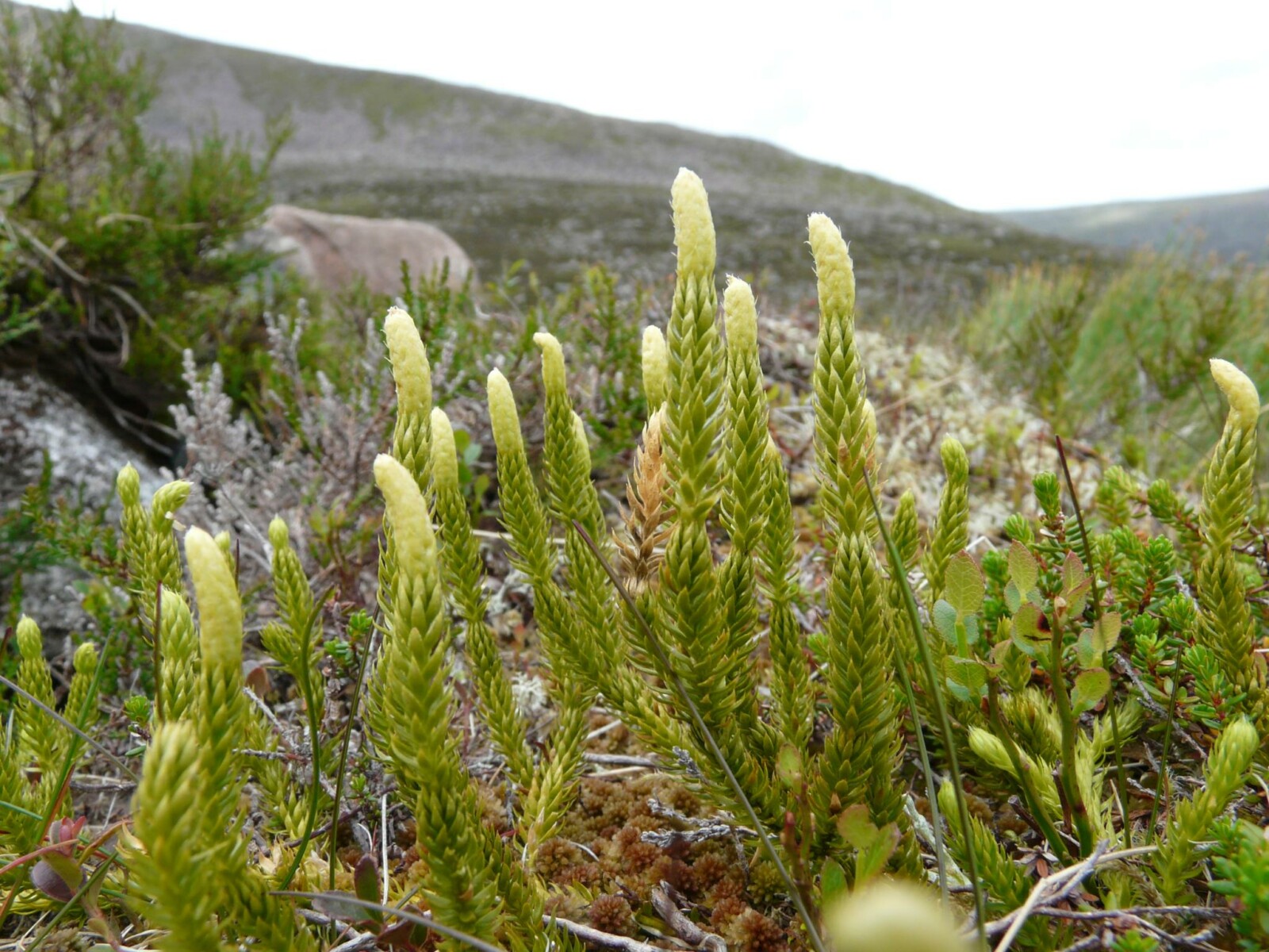 Wildlife reports - British Wildlife