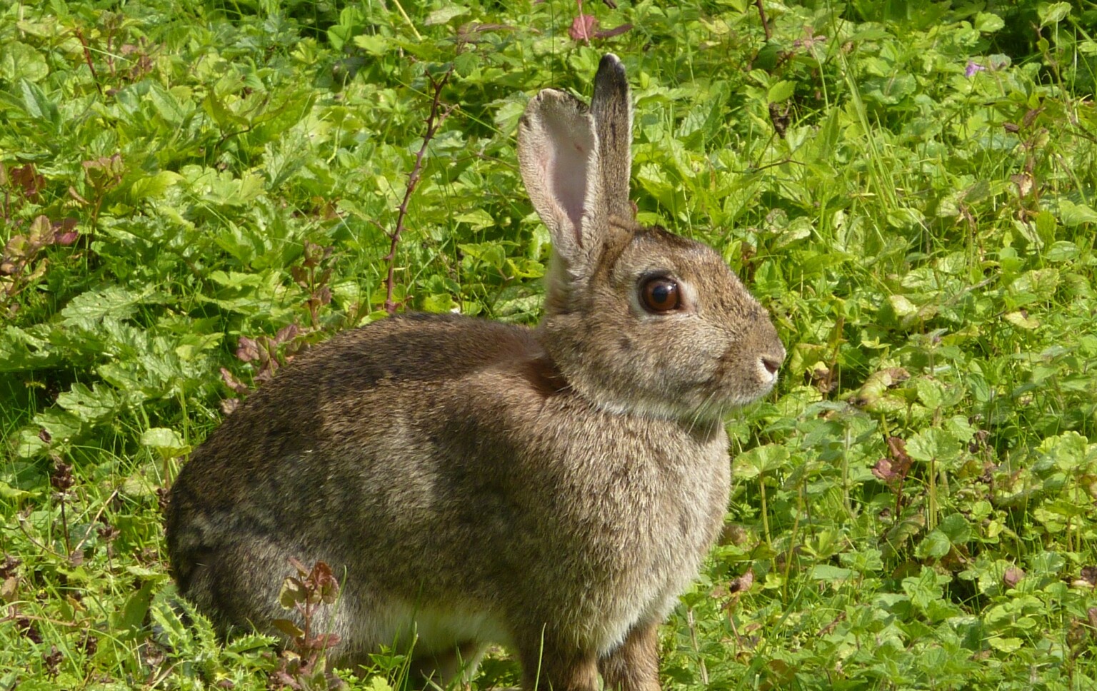 The rise and fall of the Wild Rabbit in Britain - British Wildlife