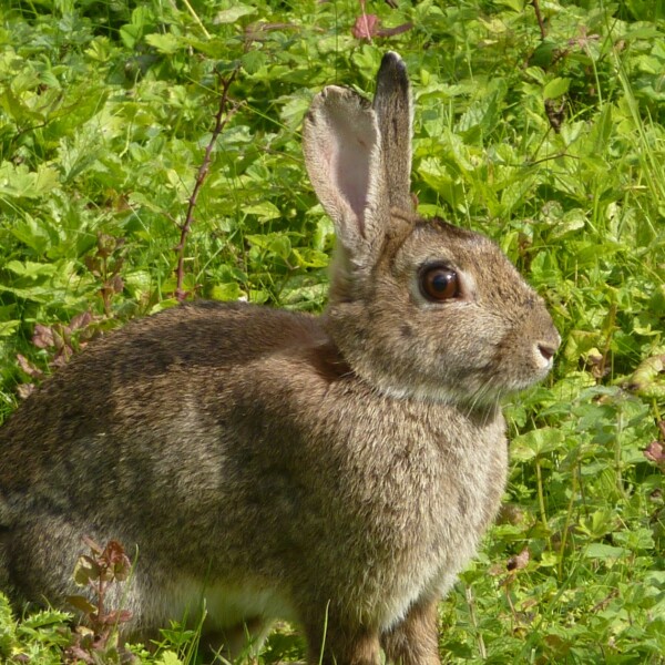 Vertebrates Archives - British Wildlife
