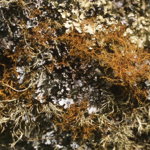 Lichens Archives - British Wildlife