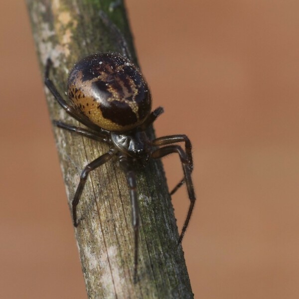 Arachnids Archives - British Wildlife
