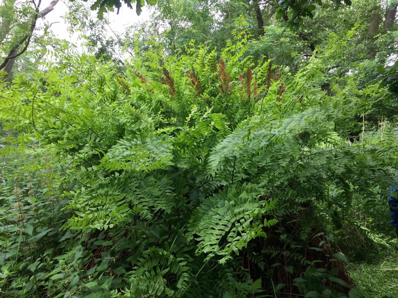 History is the key: conservation of Royal Fern at Askham Bog - British ...