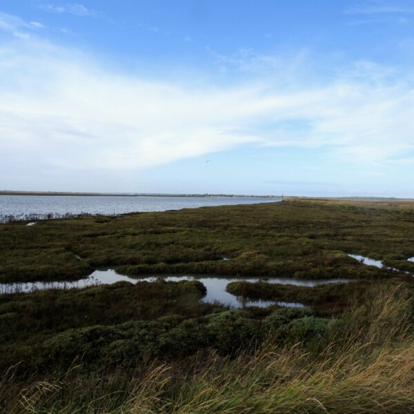 Coastal Archives - British Wildlife