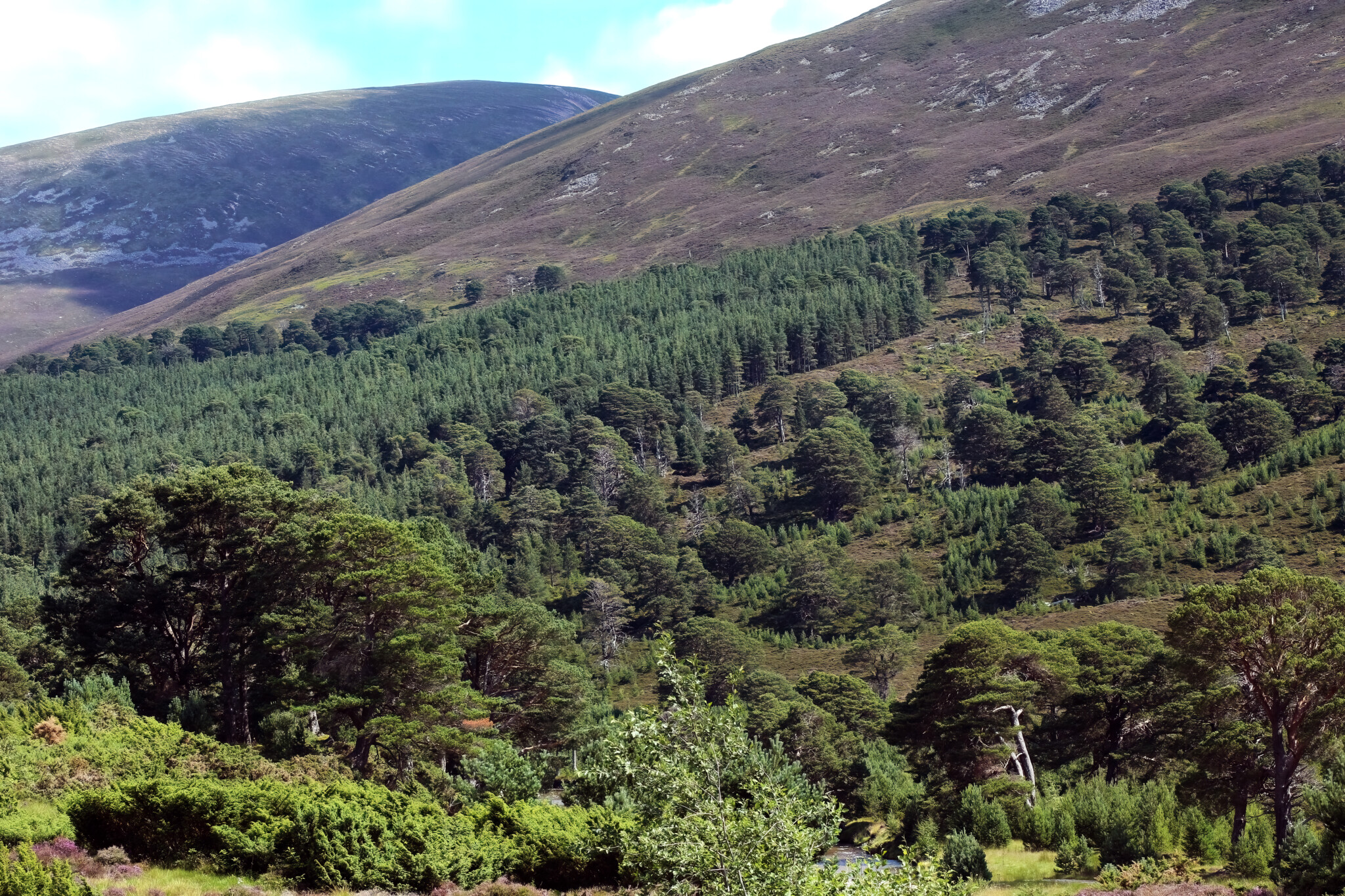 Rewilding in the Scottish Highlands – natural regeneration of ...