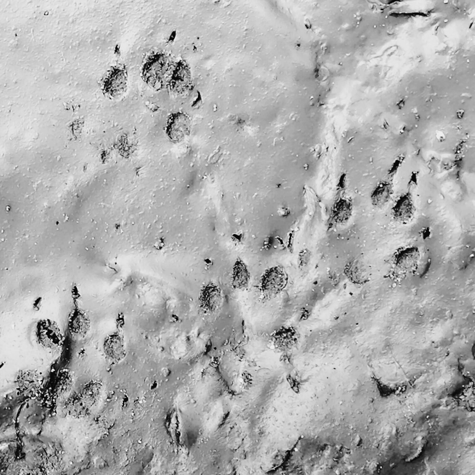 Small mustelid tracks: a guide to identification - British Wildlife