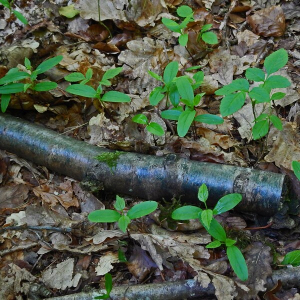 Broadleaf trees Archives - British Wildlife