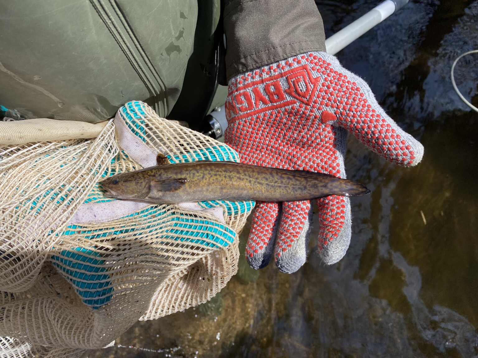 Bringing the Burbot back to English rivers - British Wildlife